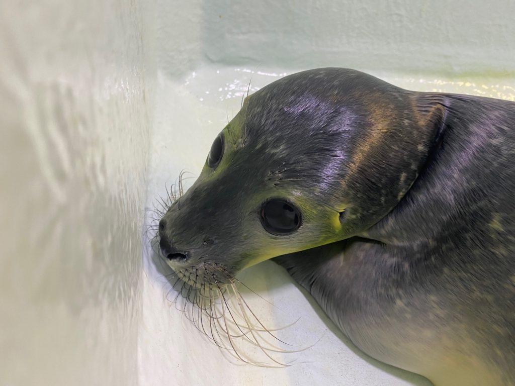 Fat Seal Wallpapers - Top Free Fat Seal Backgrounds - WallpaperAccess