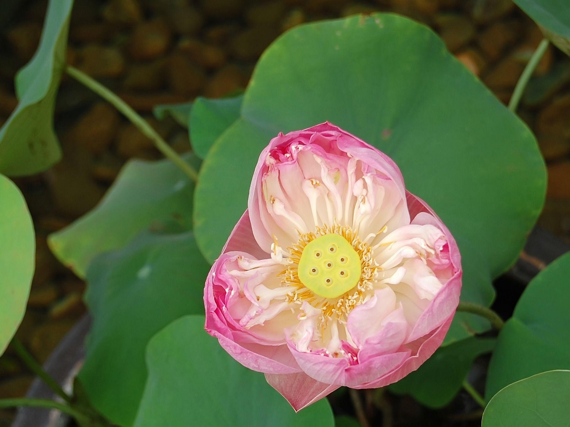 Medical Flower Wallpapers - Top Free Medical Flower Backgrounds ...