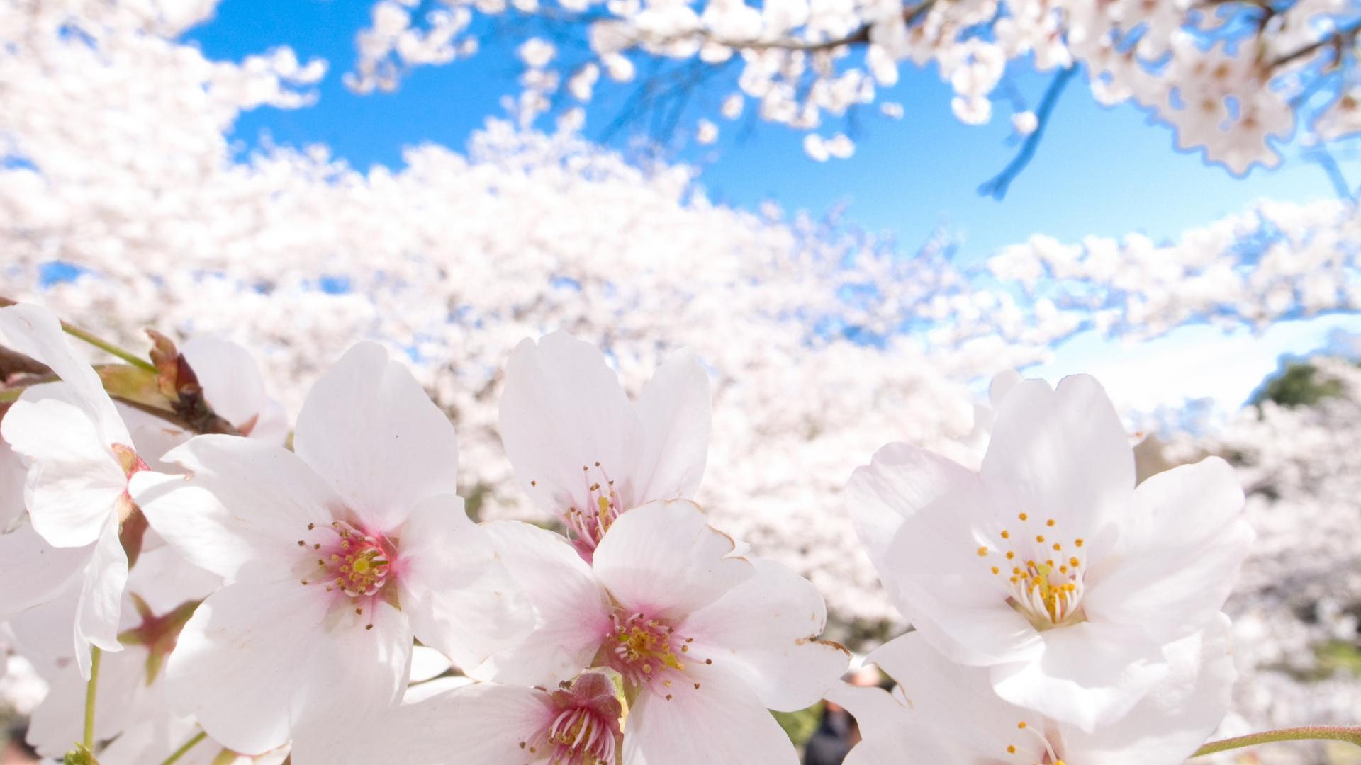 Kyoto Cherry Blossom Desktop Wallpapers - Top Free Kyoto Cherry Blossom ...