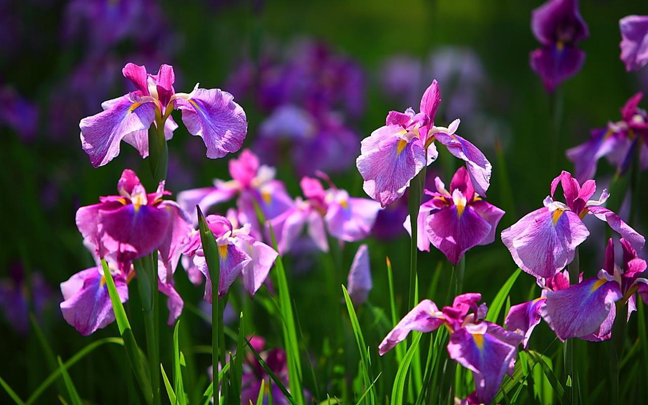 Medical Flower Wallpapers - Top Free Medical Flower Backgrounds ...