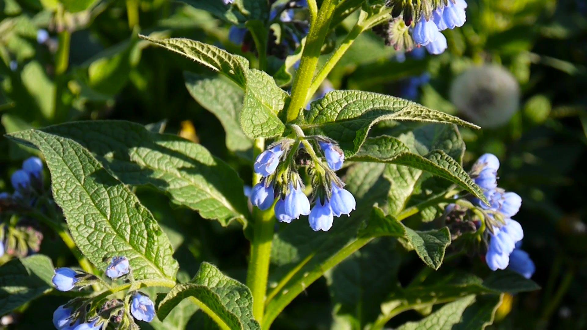 Medical Flower Wallpapers - Top Free Medical Flower Backgrounds ...