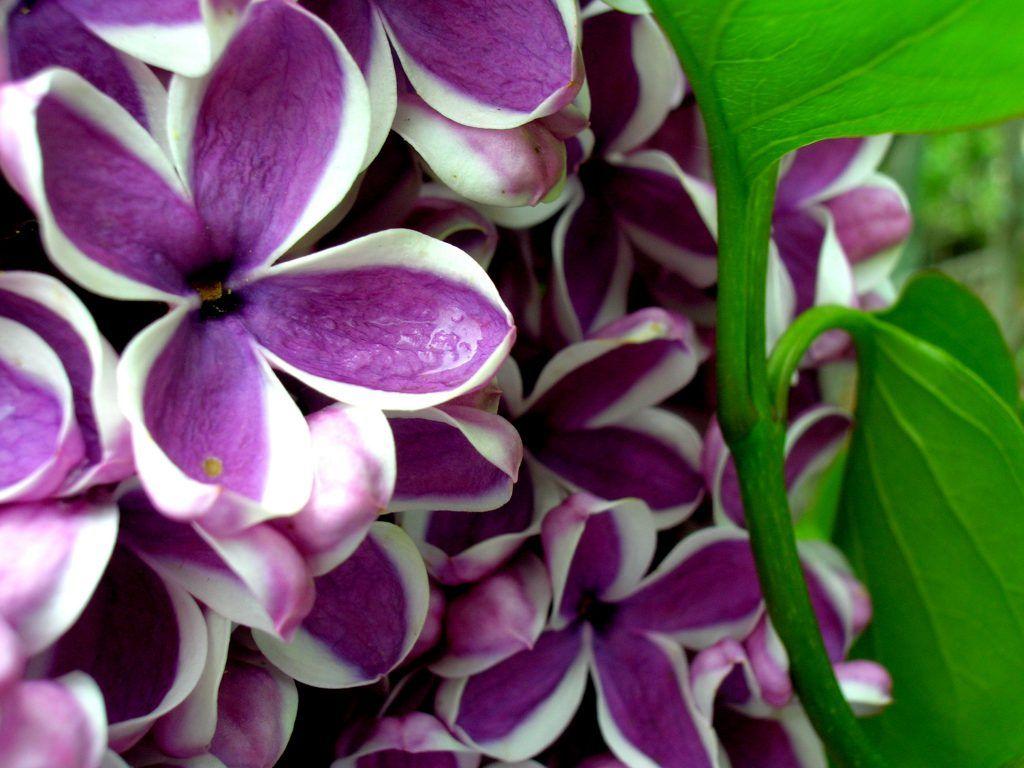 Medical Flower Wallpapers - Top Free Medical Flower Backgrounds ...