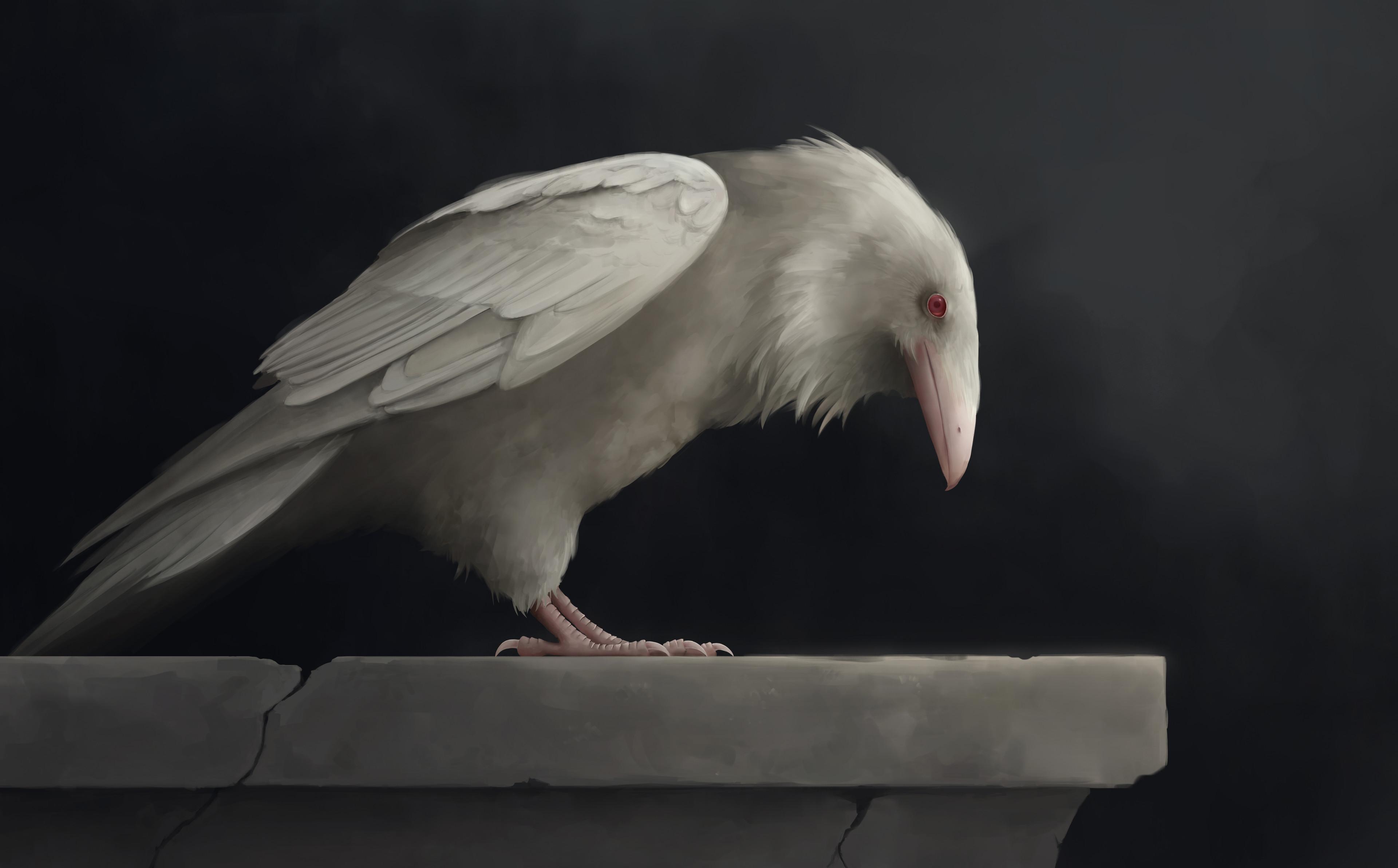 White Raven Wallpapers - Top Free White Raven Backgrounds - WallpaperAccess