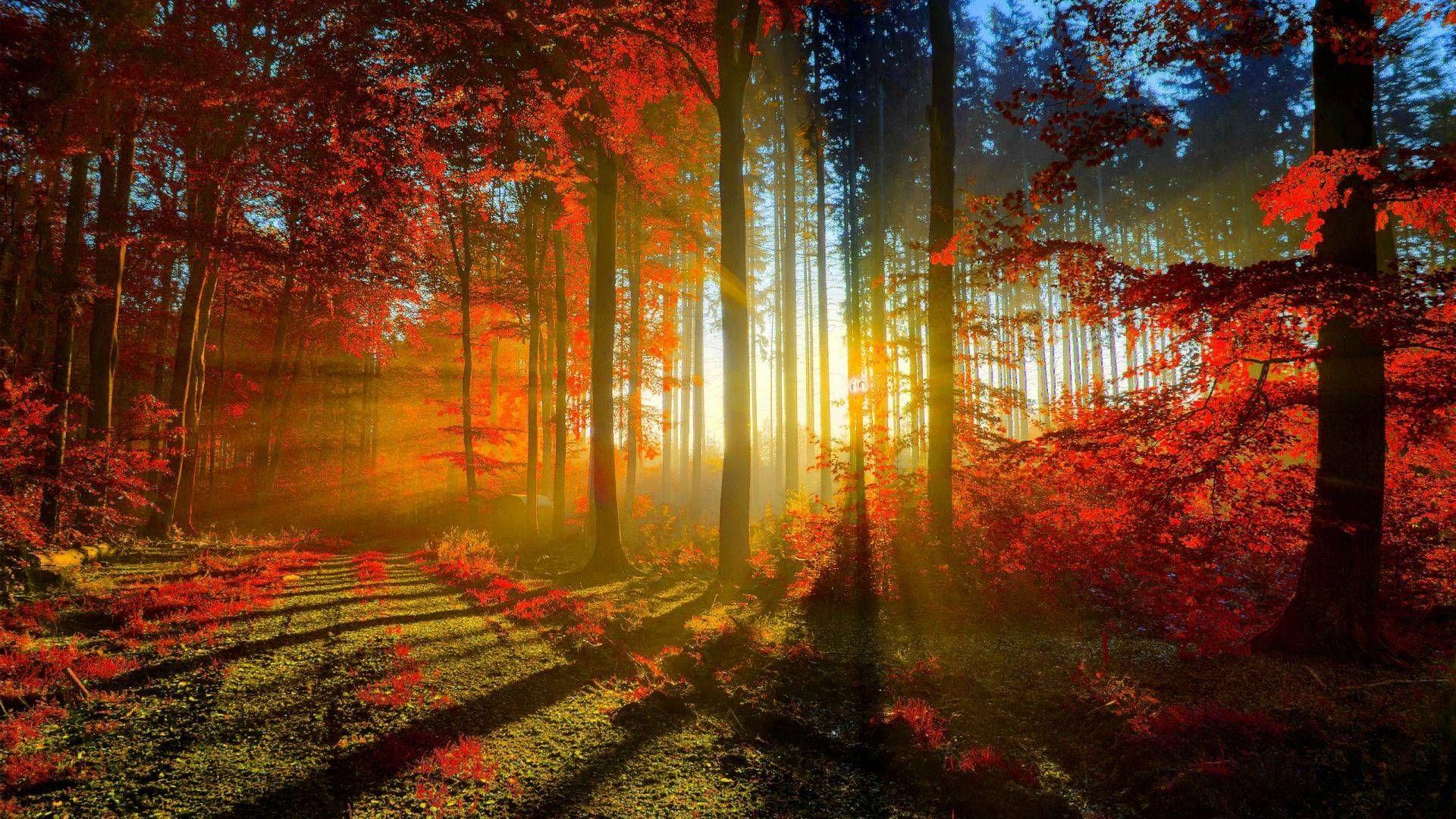 Autumn Sunshine Wallpapers - Top Free Autumn Sunshine Backgrounds ...