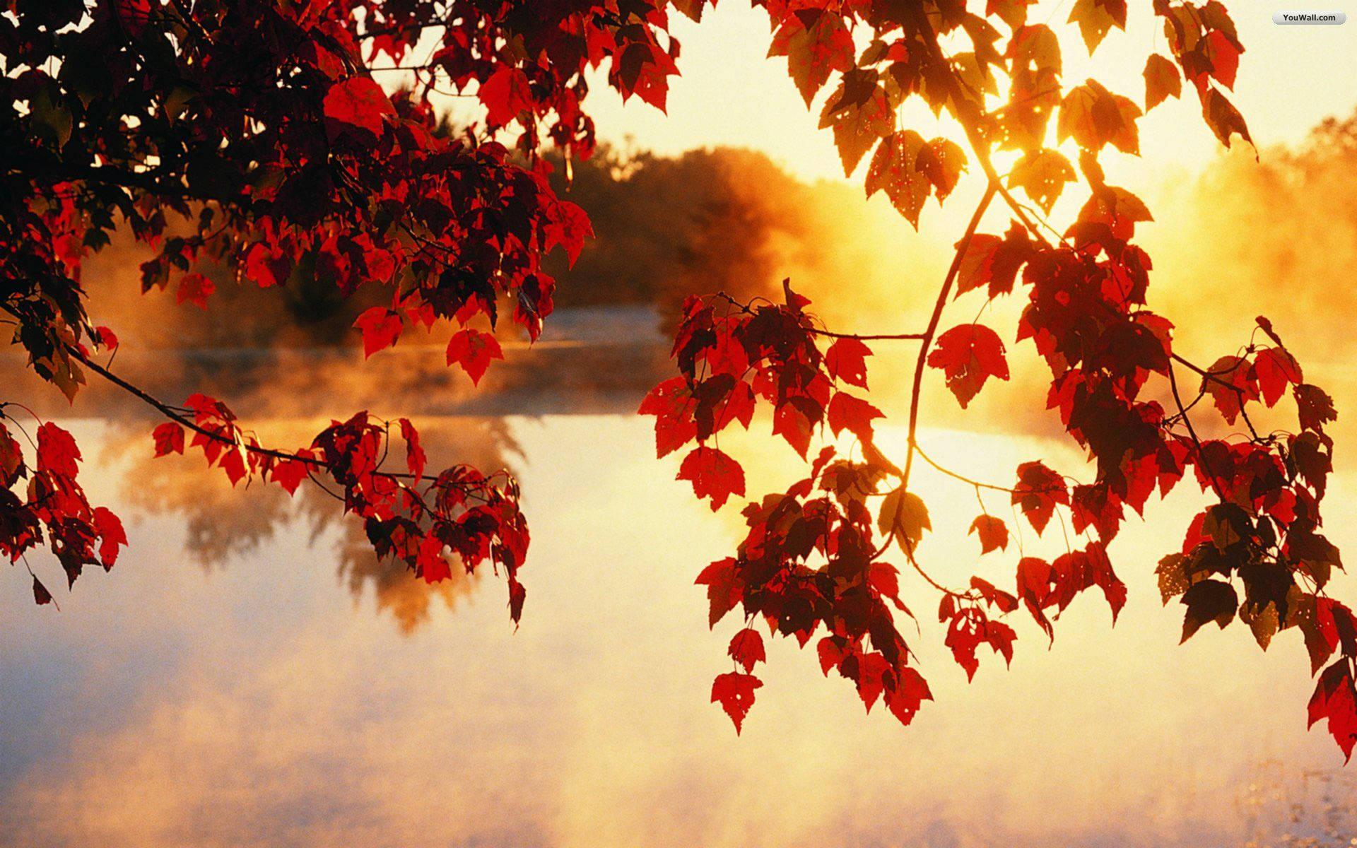 Autumn Sunshine Wallpapers - Top Free Autumn Sunshine Backgrounds ...