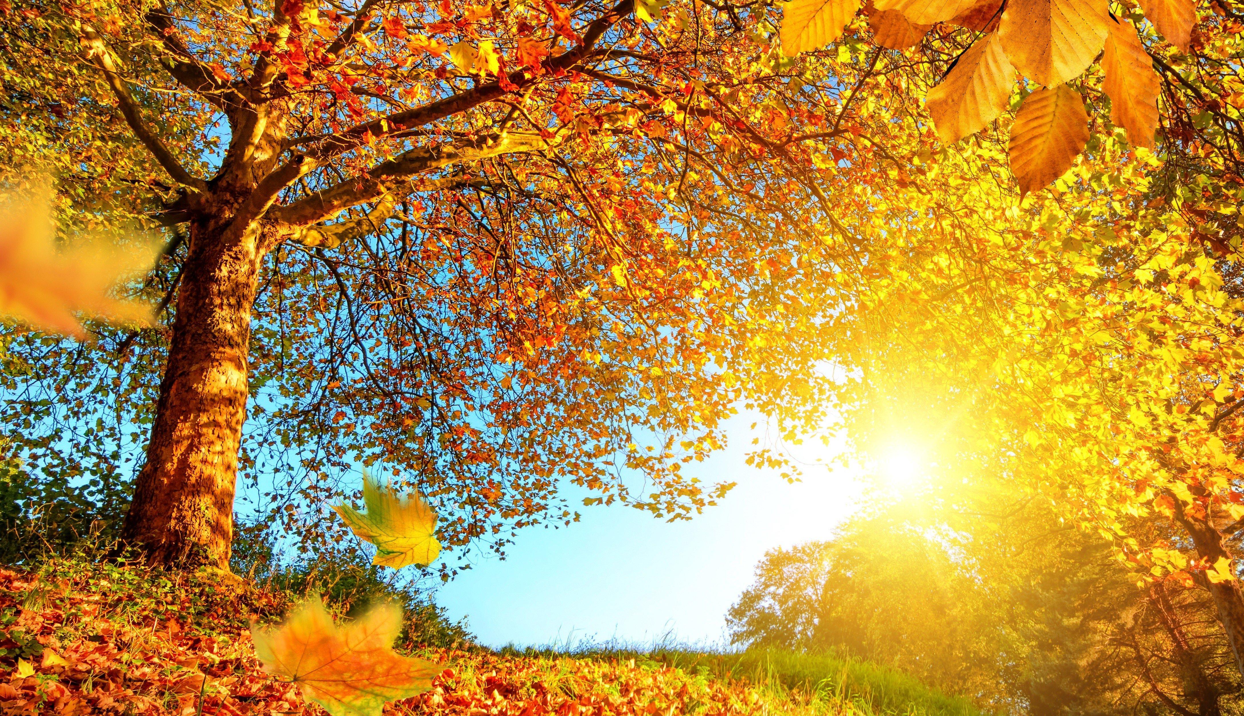 Autumn Sunshine Wallpapers - Top Free Autumn Sunshine Backgrounds ...