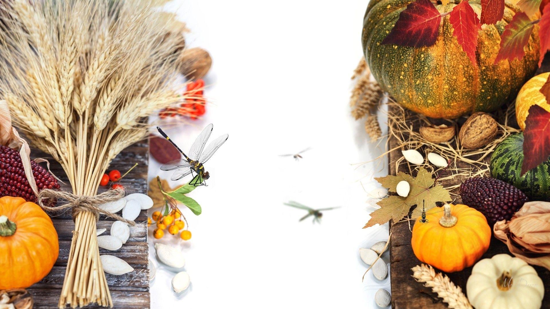 Thanksgiving Gourd Wallpapers - Top Free Thanksgiving Gourd Backgrounds ...