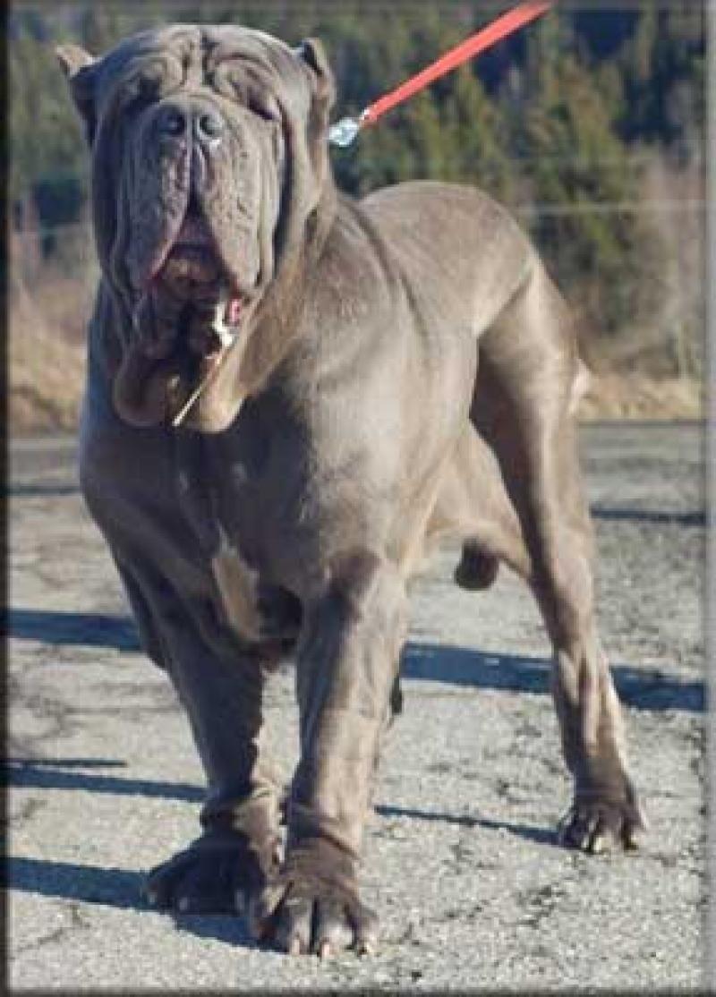 Neapolitan Mastiff Wallpapers - Top Free Neapolitan Mastiff Backgrounds ...
