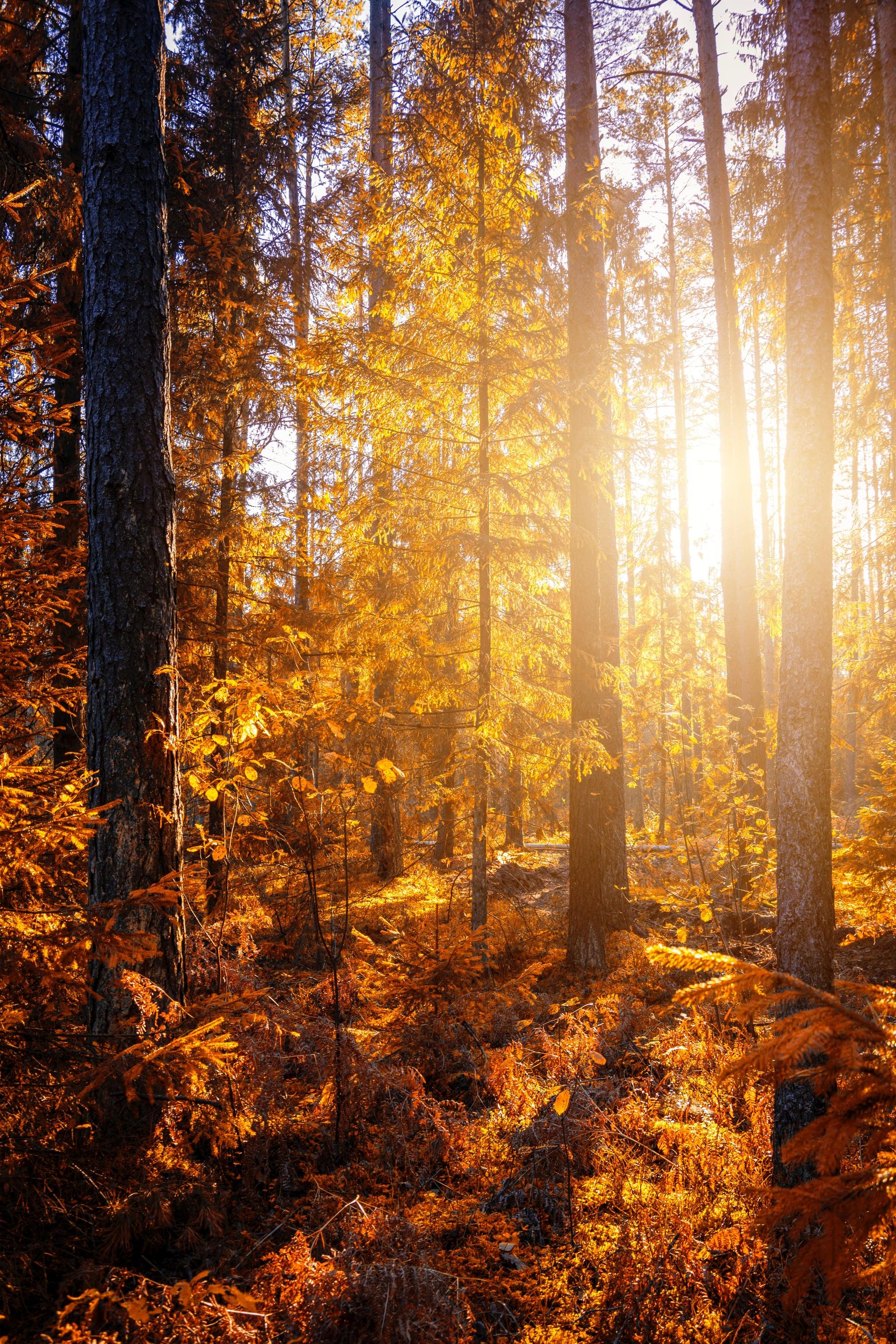 Autumn Sunshine Wallpapers - Top Free Autumn Sunshine Backgrounds ...