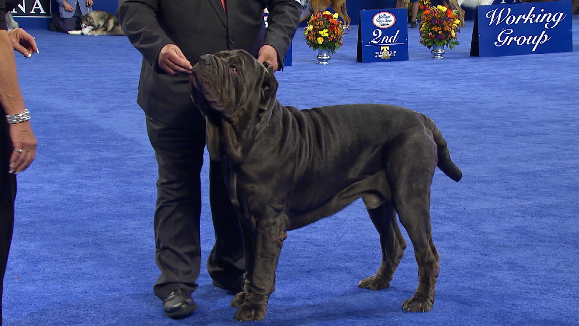 Neapolitan Mastiff Wallpapers - Top Free Neapolitan Mastiff Backgrounds ...