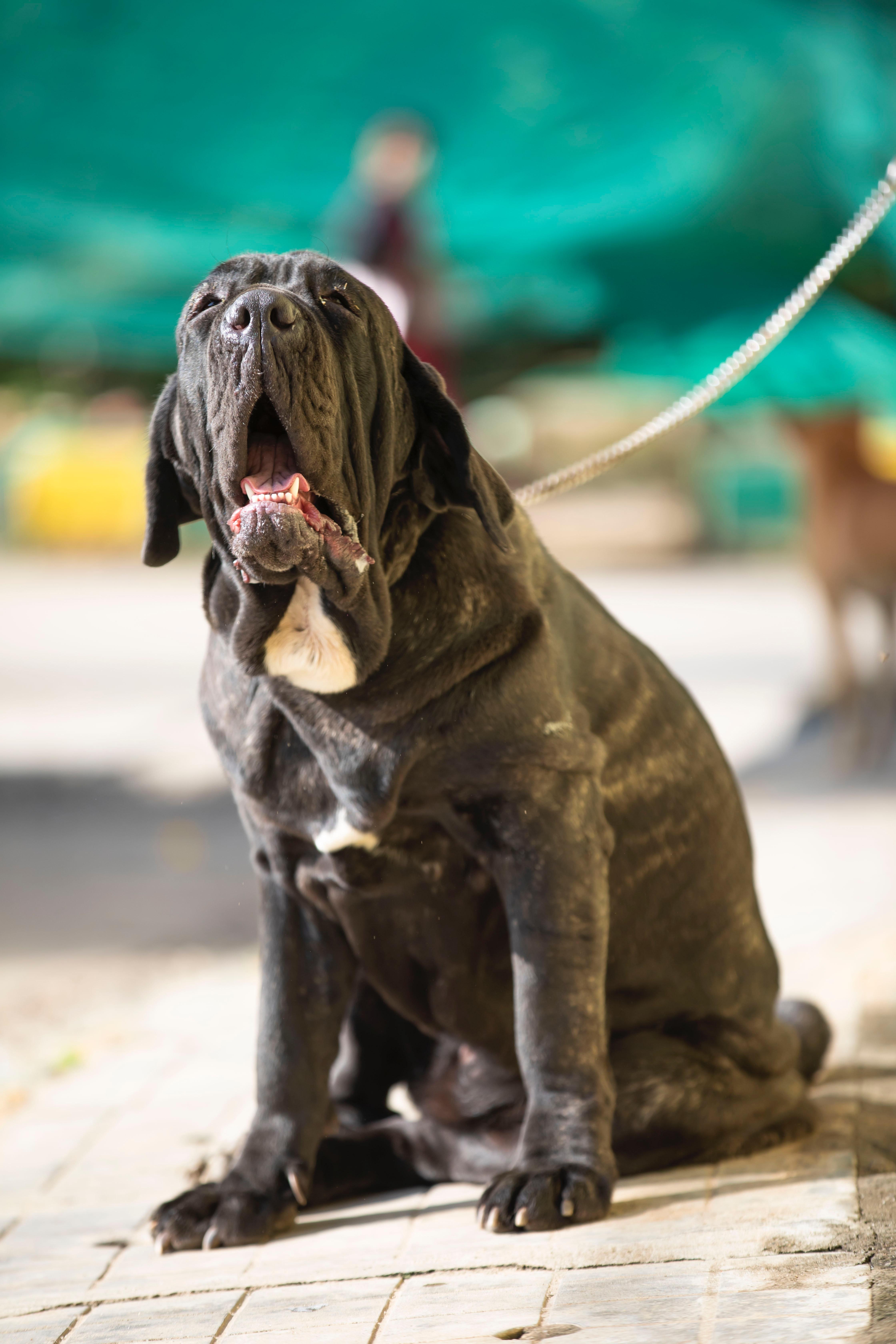 Neapolitan Mastiff Wallpapers - Top Free Neapolitan Mastiff Backgrounds ...