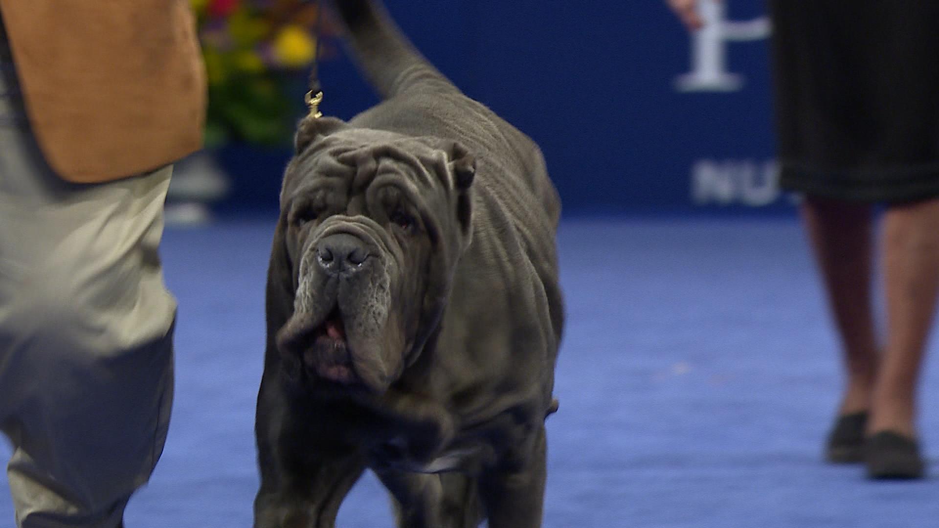 Neapolitan Mastiff Wallpapers - Top Free Neapolitan Mastiff Backgrounds ...