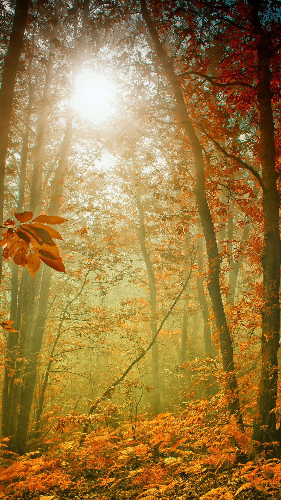 Autumn Sunshine Wallpapers - Top Free Autumn Sunshine Backgrounds ...