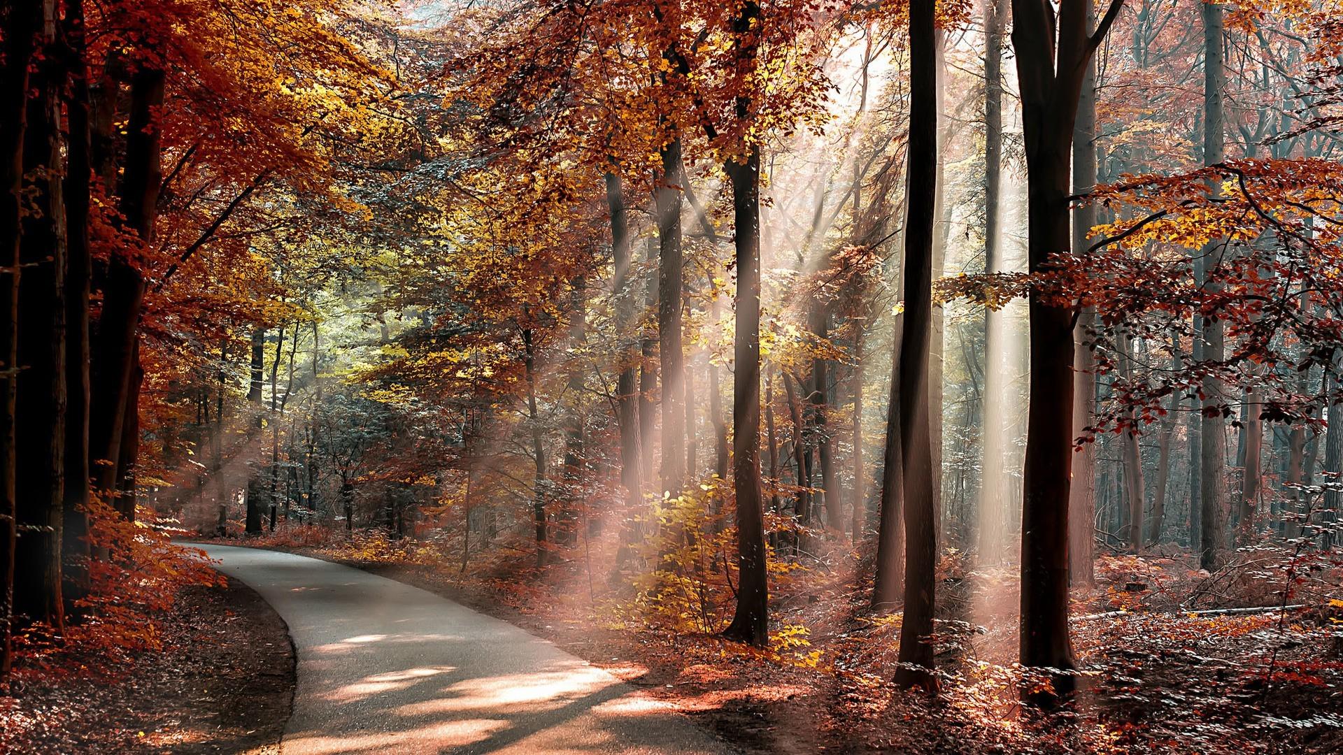 Autumn Sunshine Wallpapers - Top Free Autumn Sunshine Backgrounds ...