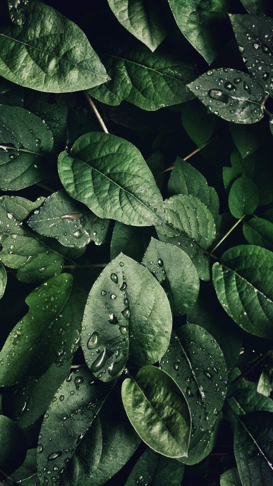 Green Leaf iPhone Wallpapers - Top Free Green Leaf iPhone Backgrounds ...