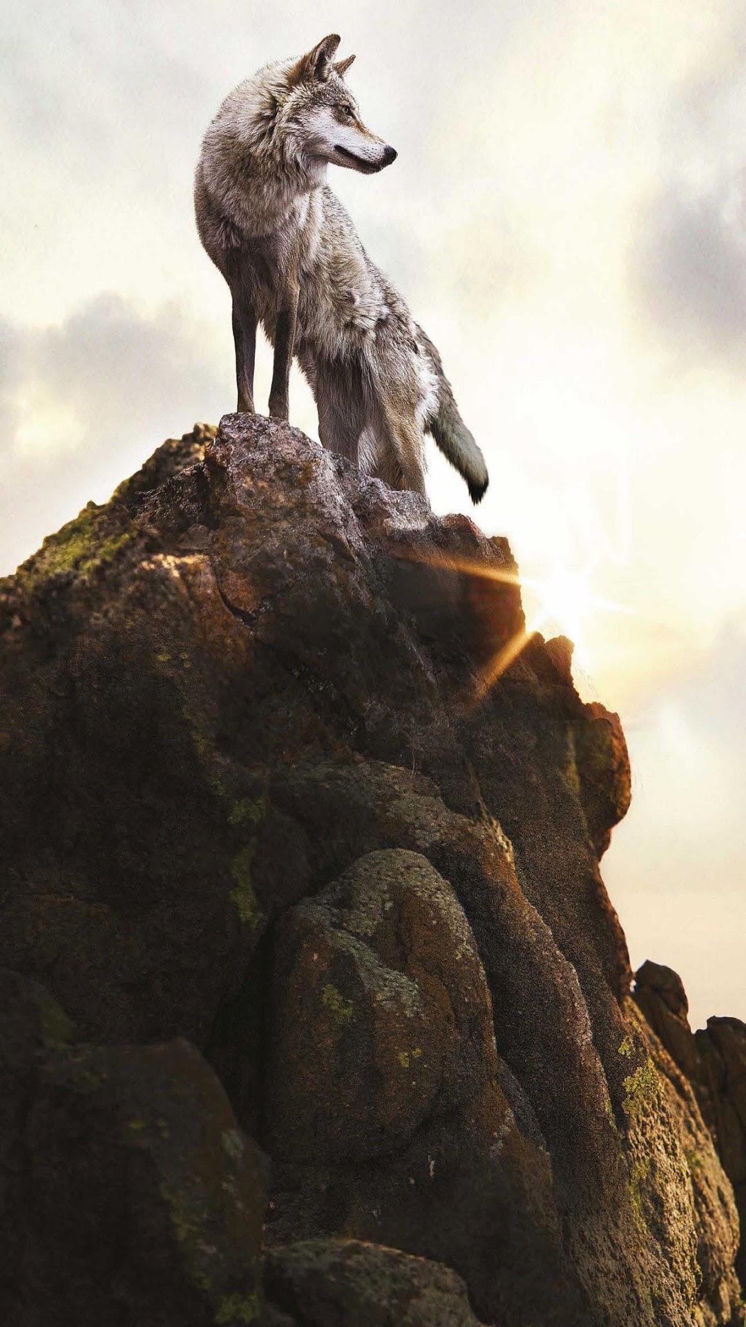 Wolves Phone Wallpapers - Top Free Wolves Phone Backgrounds ...