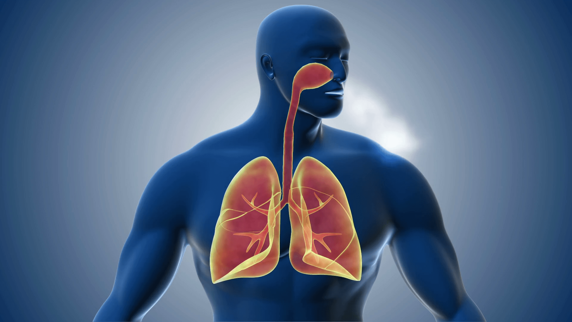 Respiratory System Wallpapers - Top Free Respiratory System Backgrounds ...