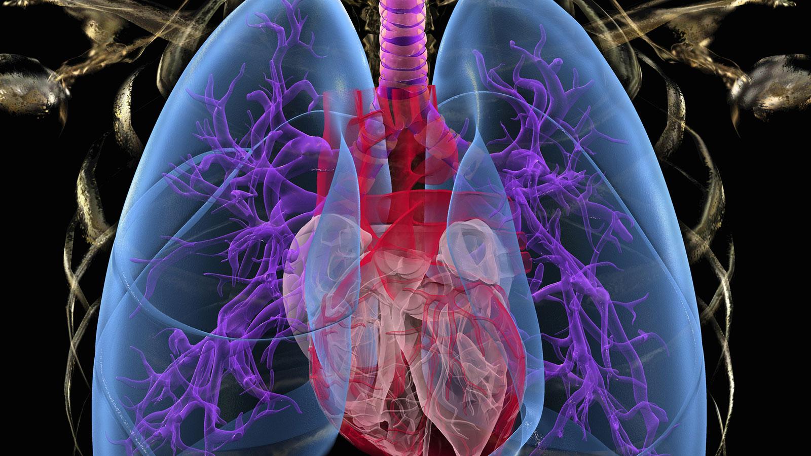 Respiratory System Wallpapers - Top Free Respiratory System Backgrounds ...