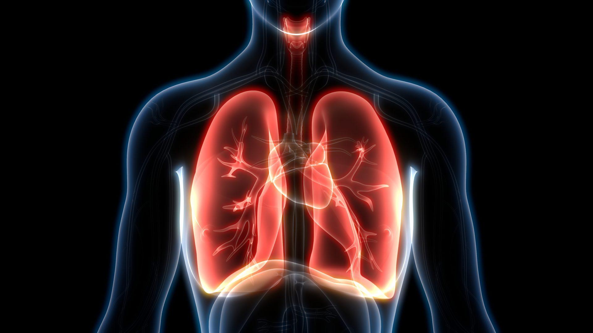 Respiratory System Wallpapers - Top Free Respiratory System Backgrounds ...