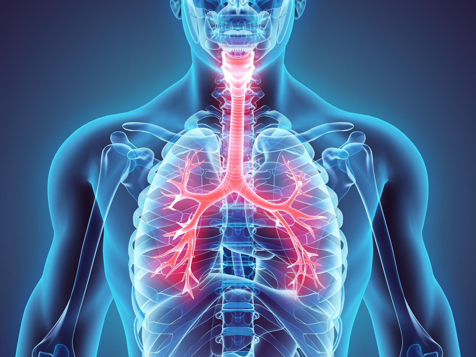 Respiratory System Wallpapers - Top Free Respiratory System Backgrounds ...