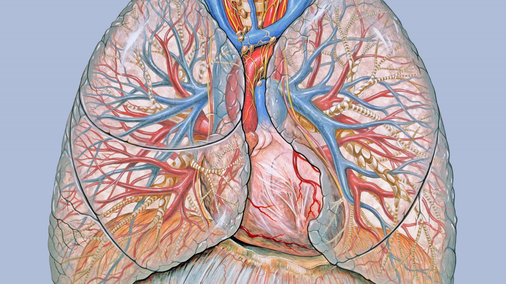 Respiratory System Wallpapers - Top Free Respiratory System Backgrounds ...