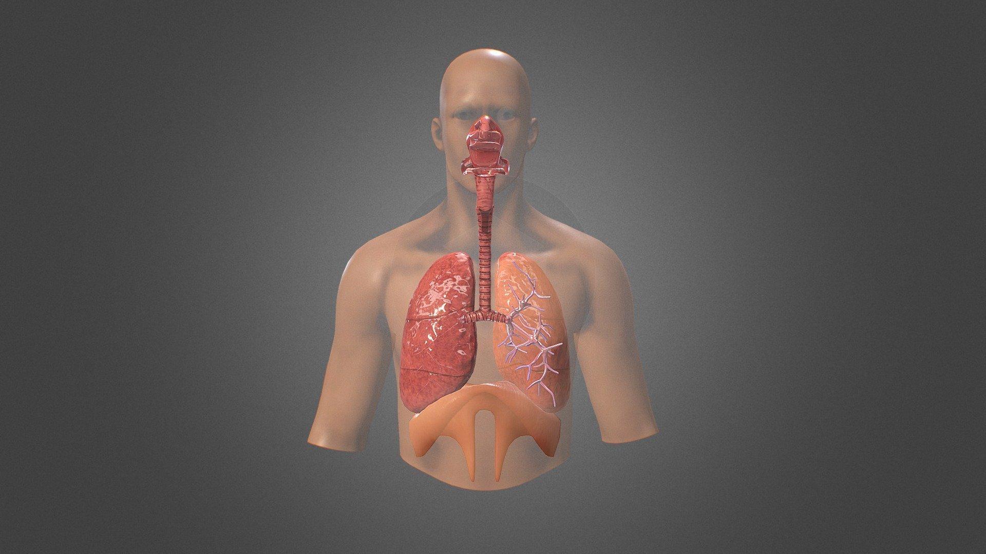 Respiratory System Wallpapers - Top Free Respiratory System Backgrounds ...