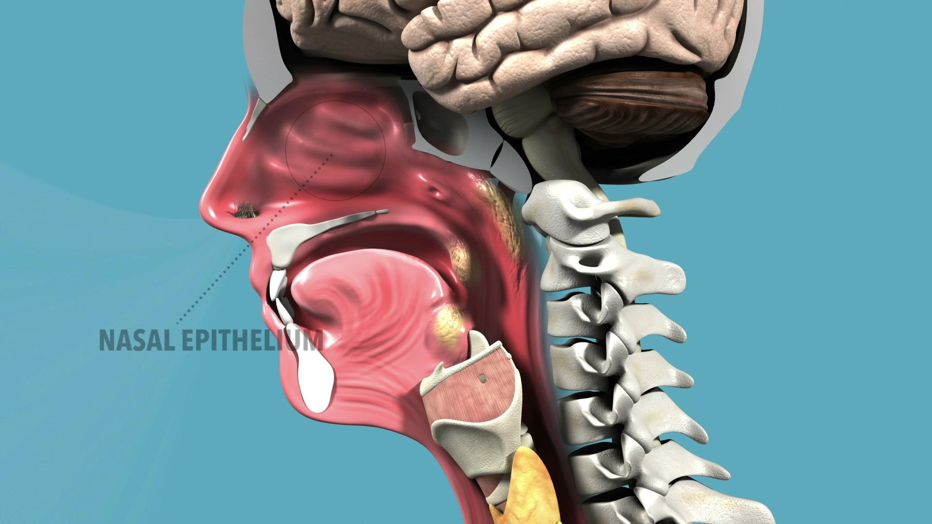 Respiratory System Wallpapers - Top Free Respiratory System Backgrounds ...