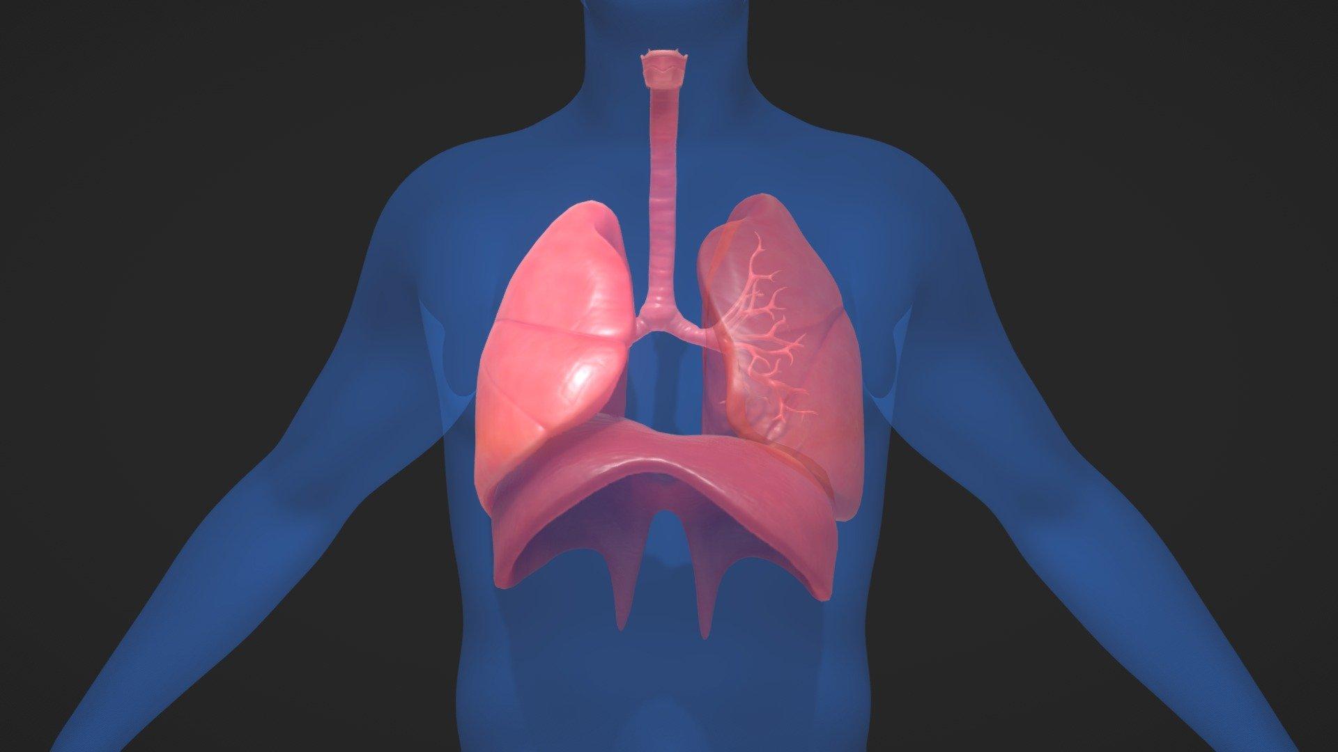 Respiratory System Wallpapers - Top Free Respiratory System Backgrounds ...