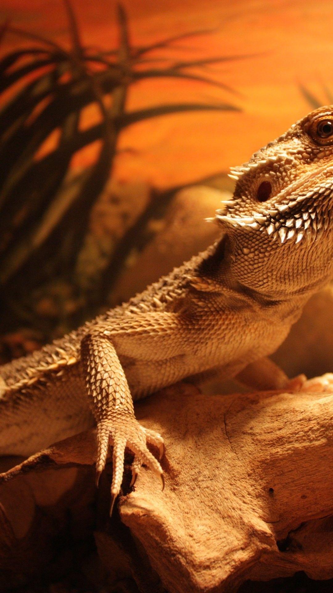 Lizard iPhone Wallpapers - Top Free Lizard iPhone Backgrounds ...