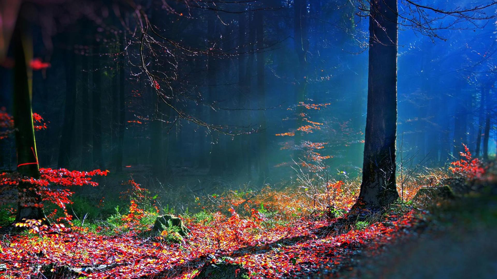 Mystic Forest Wallpapers - Top Free Mystic Forest Backgrounds ...