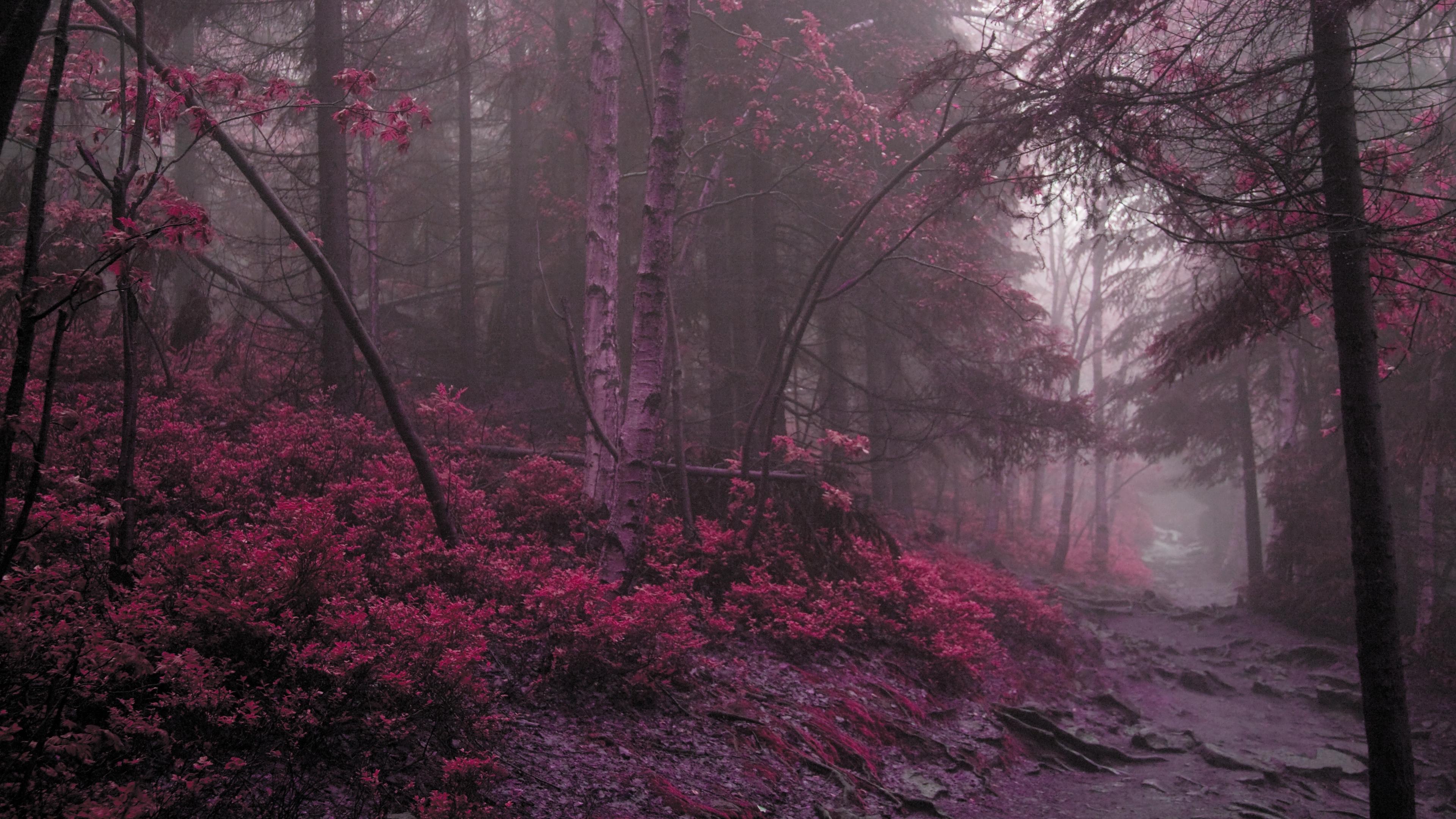 Mystic Forest Wallpapers - Top Free Mystic Forest Backgrounds ...