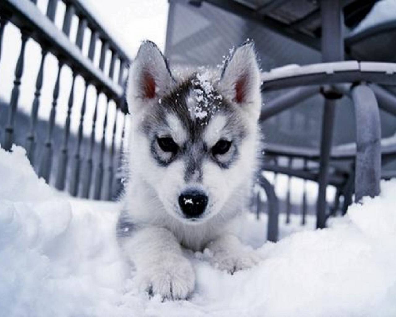Dogs Playing in Snow Wallpapers - Top Free Dogs Playing in Snow ...