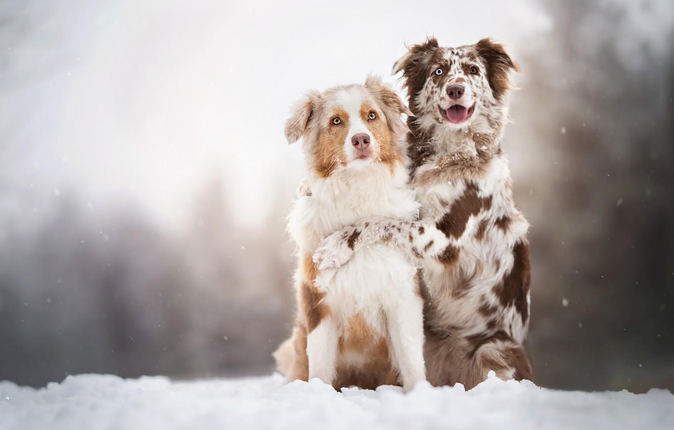 Dogs Playing in Snow Wallpapers - Top Free Dogs Playing in Snow ...