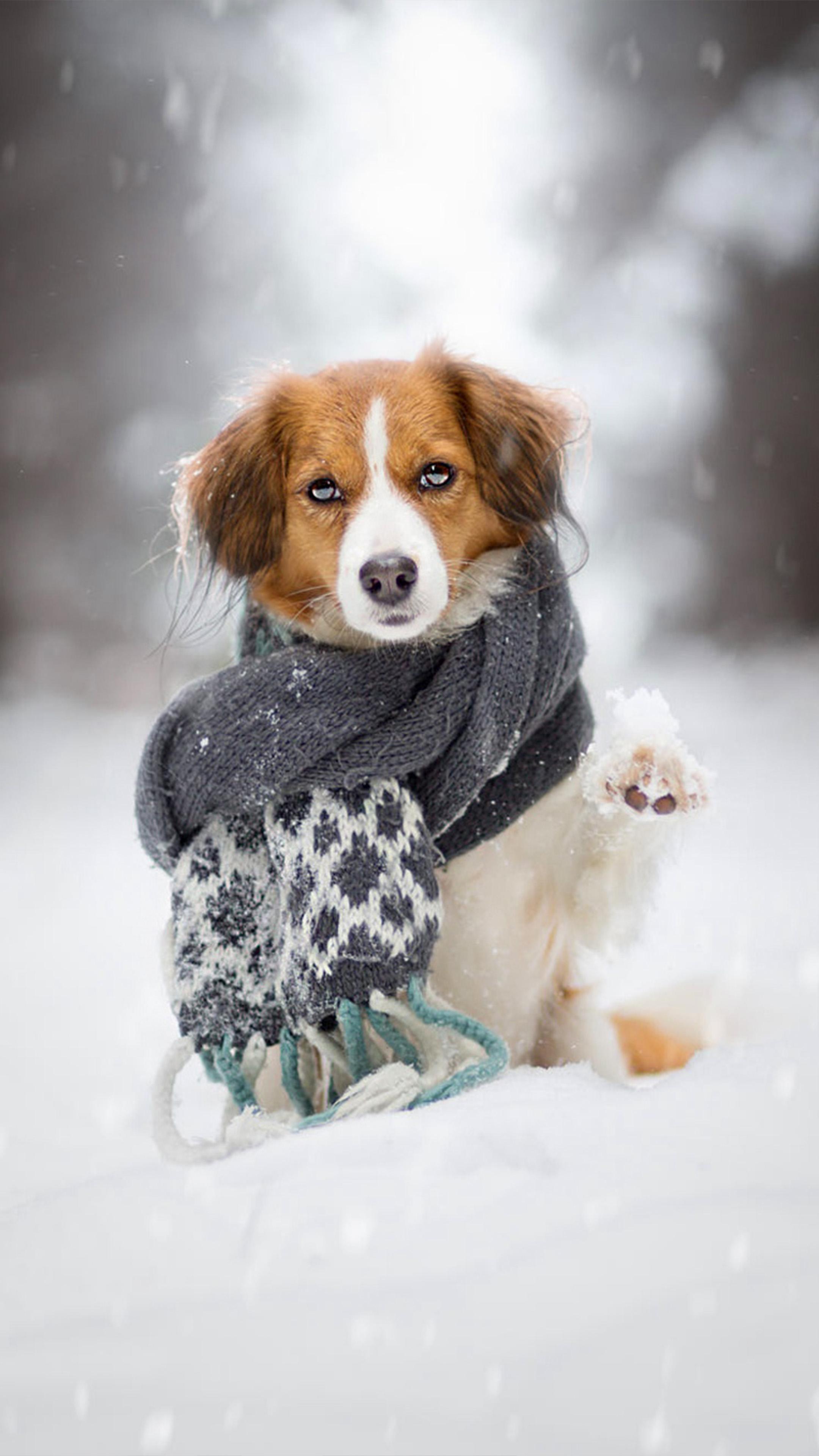 Dogs Playing in Snow Wallpapers - Top Free Dogs Playing in Snow ...