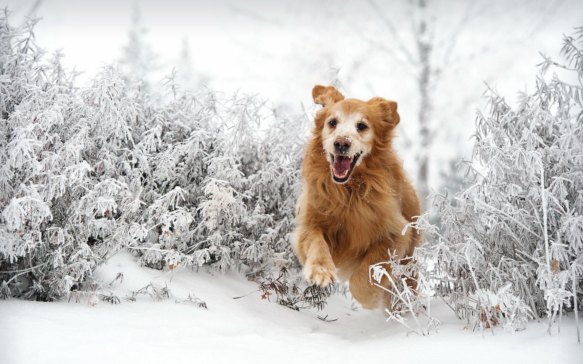 Dogs Playing in Snow Wallpapers - Top Free Dogs Playing in Snow ...