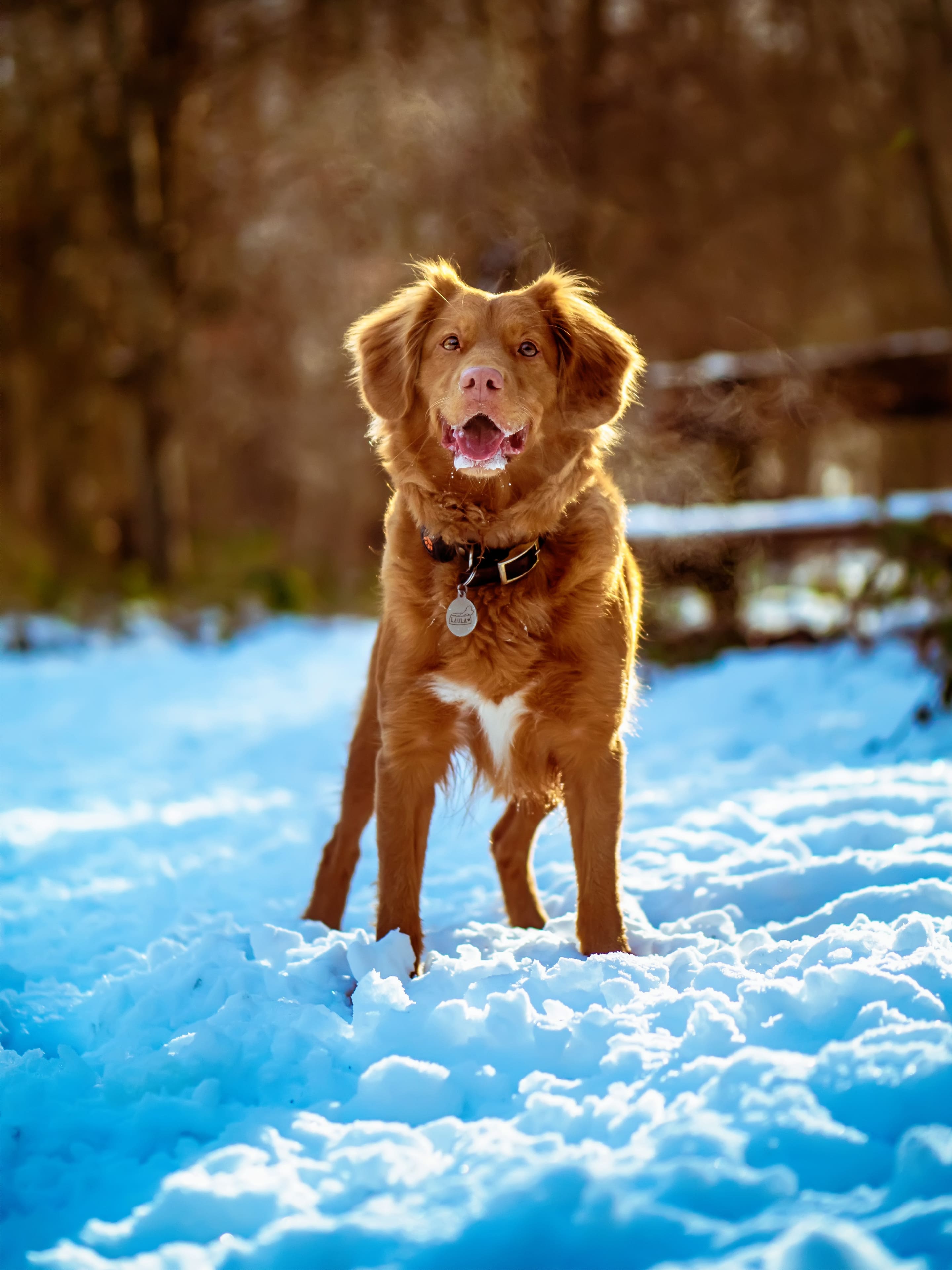 Dogs Playing in Snow Wallpapers - Top Free Dogs Playing in Snow ...