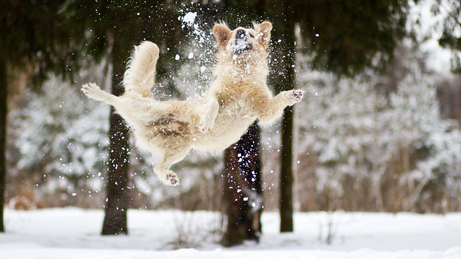 Dogs Playing in Snow Wallpapers - Top Free Dogs Playing in Snow ...