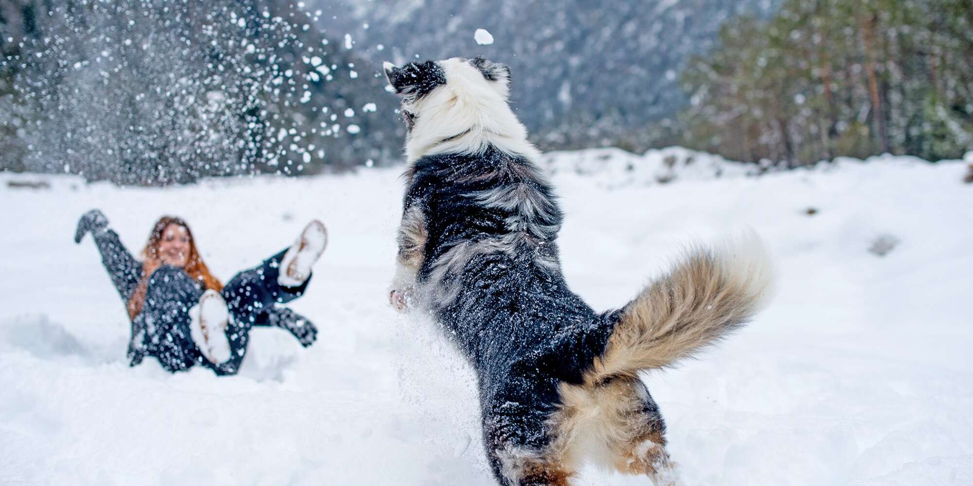 Dogs Playing in Snow Wallpapers - Top Free Dogs Playing in Snow ...