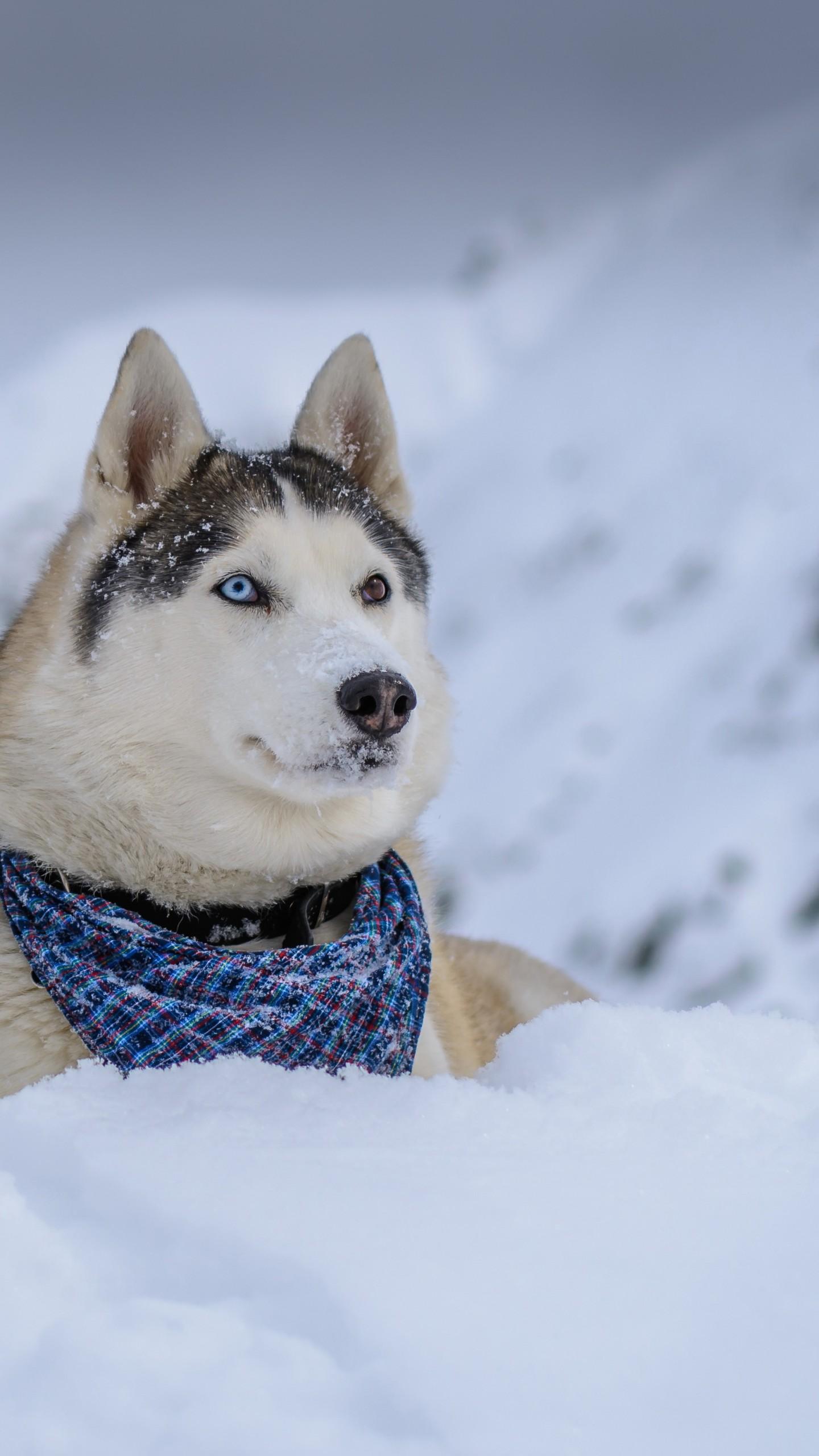 Dogs Playing in Snow Wallpapers - Top Free Dogs Playing in Snow ...