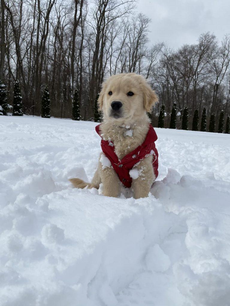Dogs Playing in Snow Wallpapers - Top Free Dogs Playing in Snow ...
