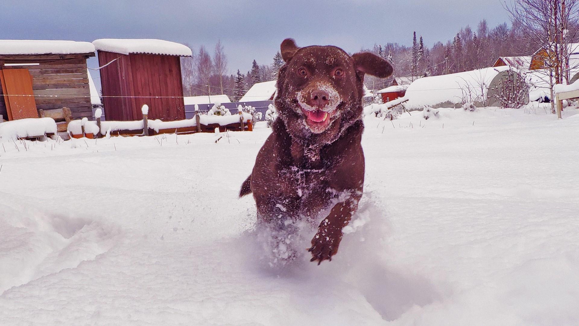Dogs Playing in Snow Wallpapers - Top Free Dogs Playing in Snow ...
