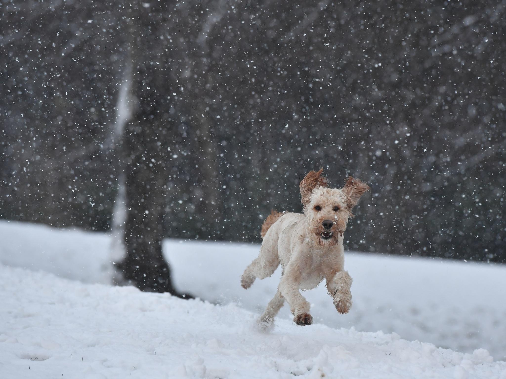 Dogs Playing in Snow Wallpapers - Top Free Dogs Playing in Snow ...