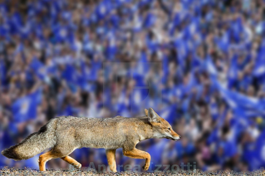 Leicester City Football Club Wallpapers - Top Free Leicester City ...