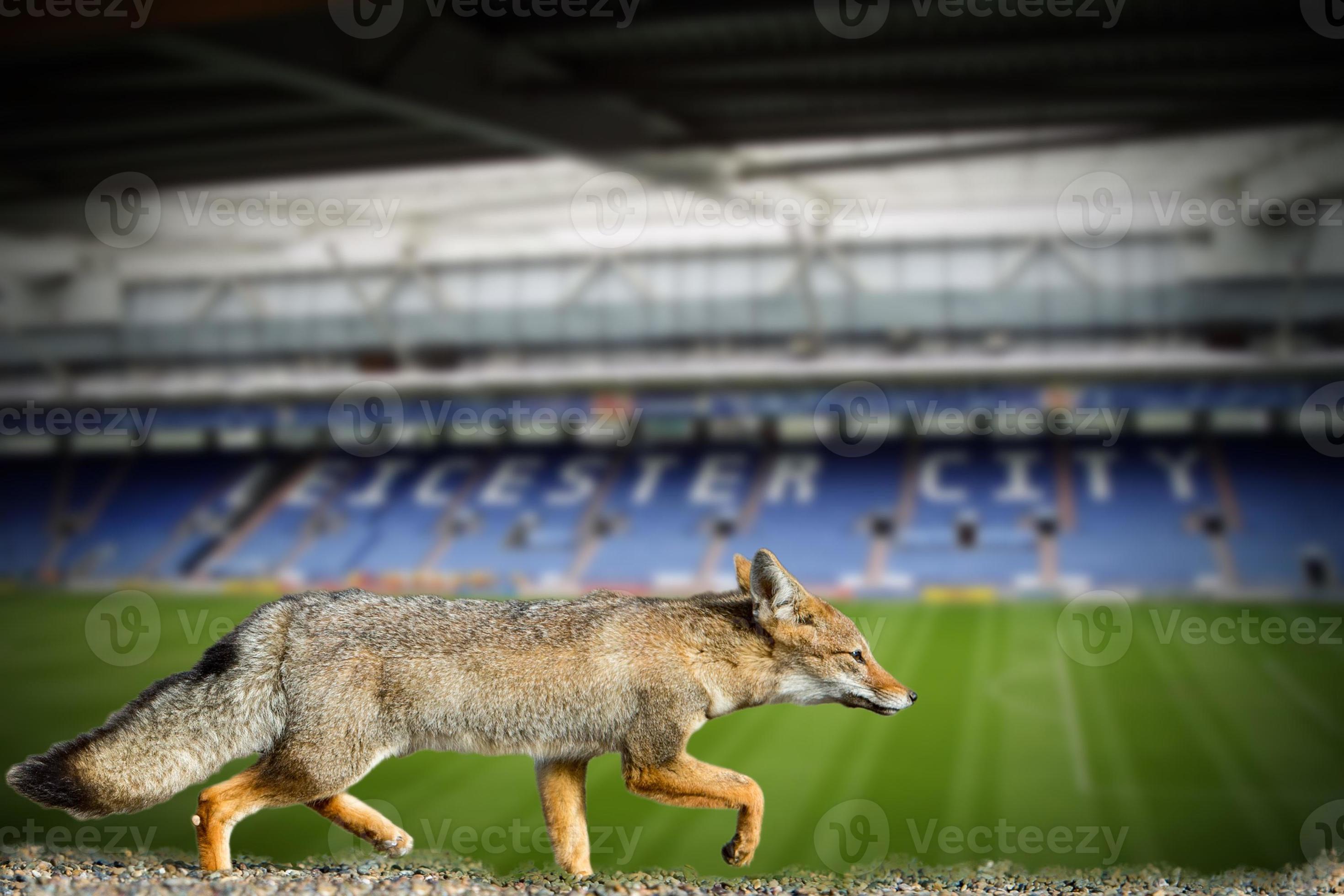 Leicester City Football Club Wallpapers - Top Free Leicester City ...