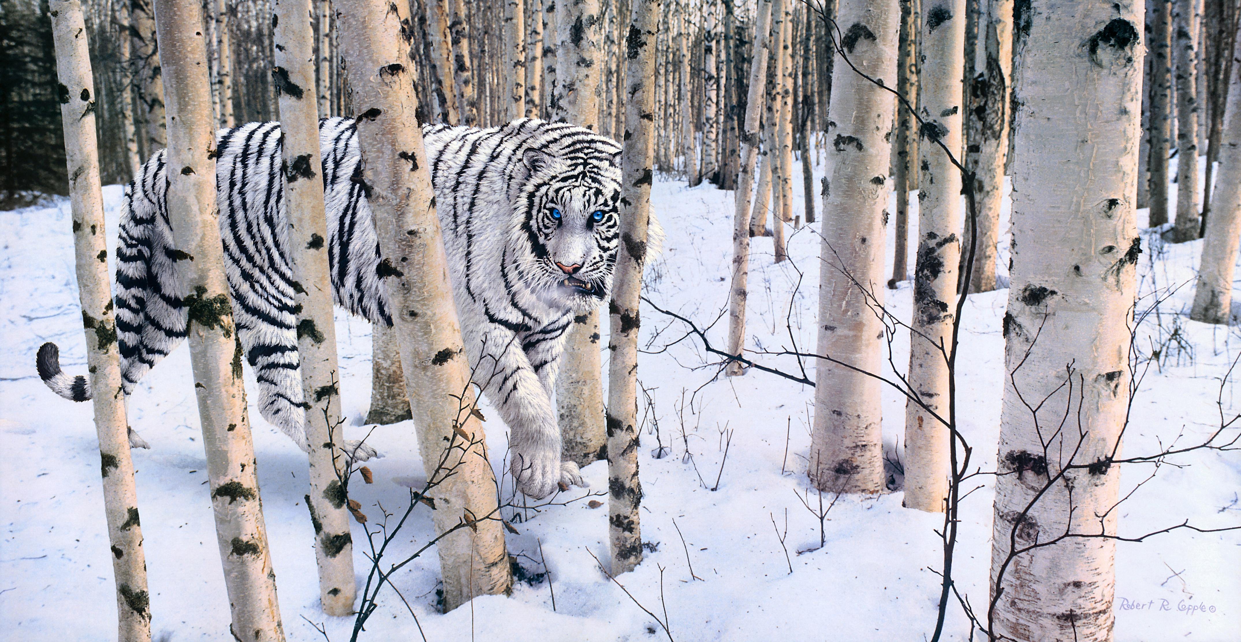 White Tiger in Snow Wallpapers - Top Free White Tiger in Snow ...