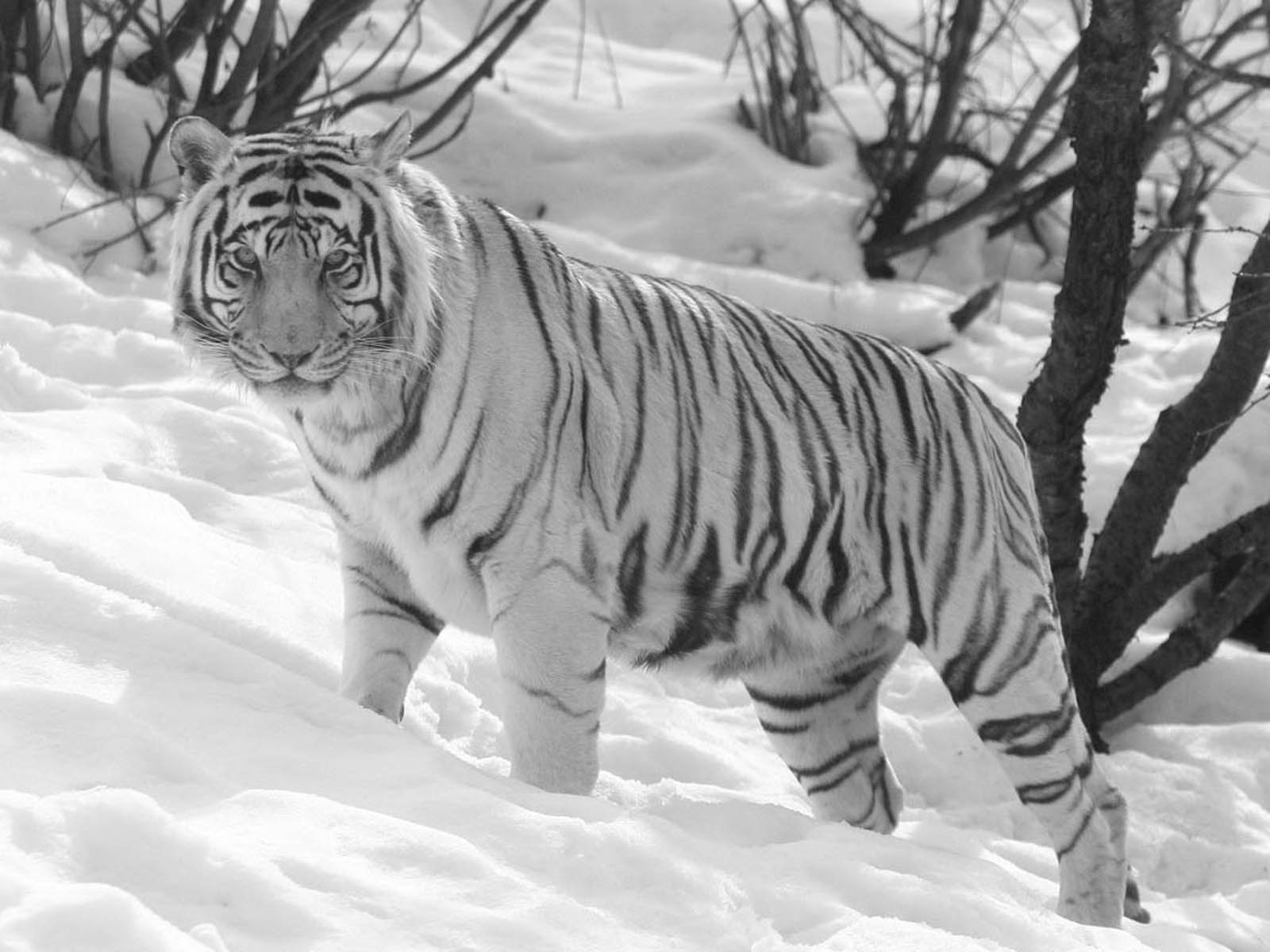 White Tiger in Snow Wallpapers - Top Free White Tiger in Snow ...