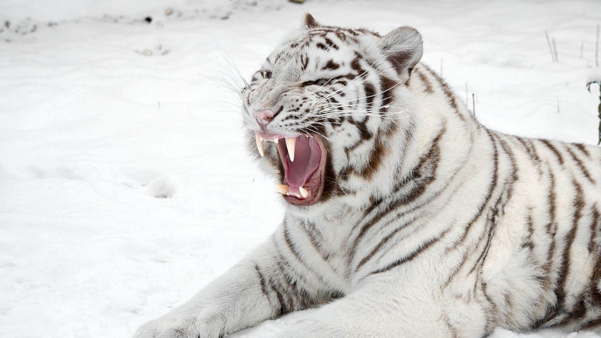 White Tiger in Snow Wallpapers - Top Free White Tiger in Snow ...