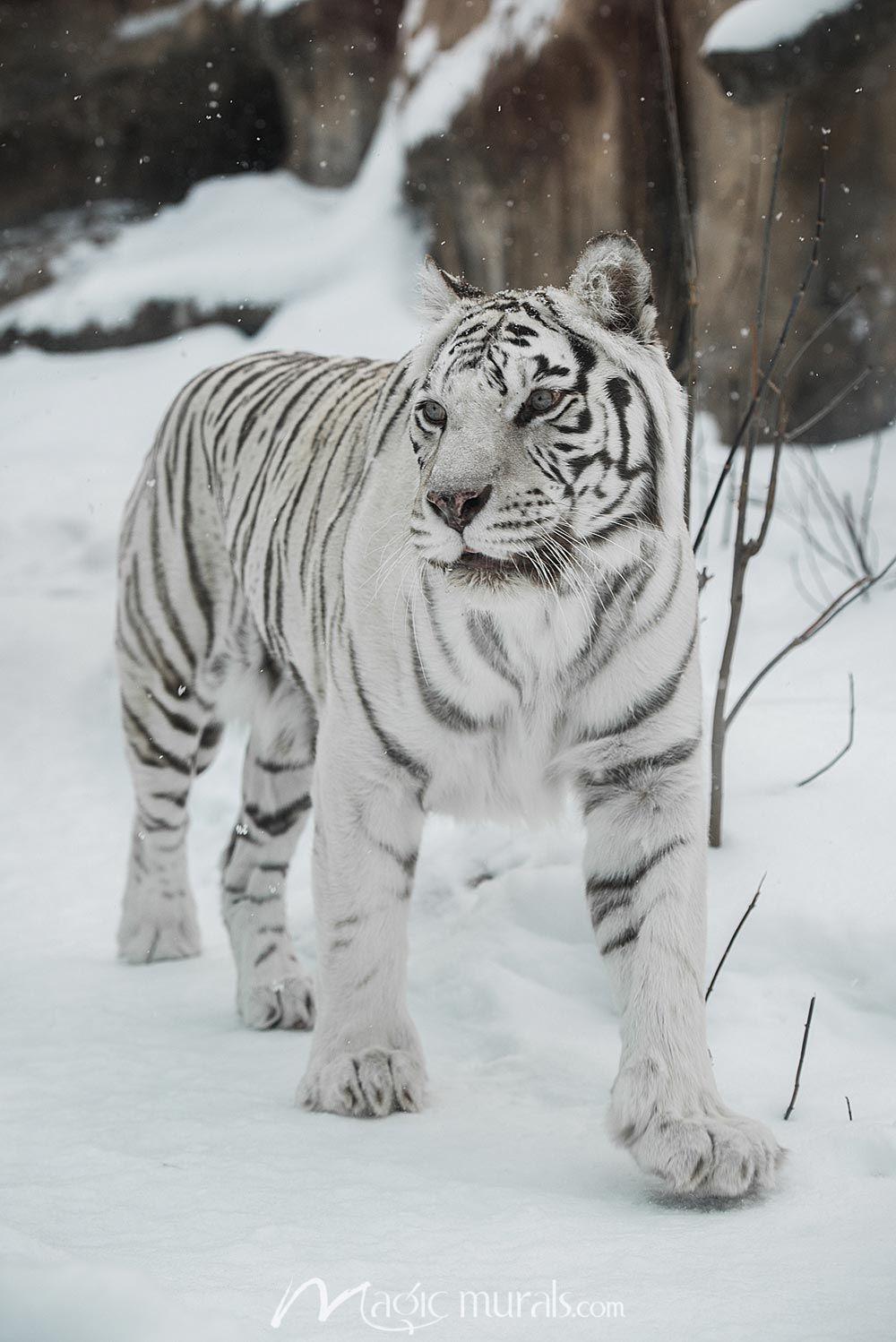 White Tiger in Snow Wallpapers - Top Free White Tiger in Snow Backgrounds - WallpaperAccess