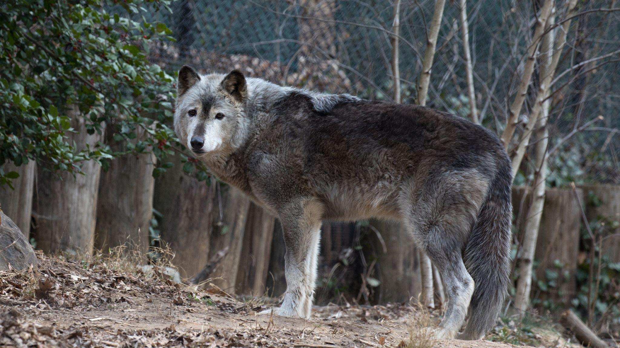 Earth Wolf Wallpapers - Top Free Earth Wolf Backgrounds - WallpaperAccess