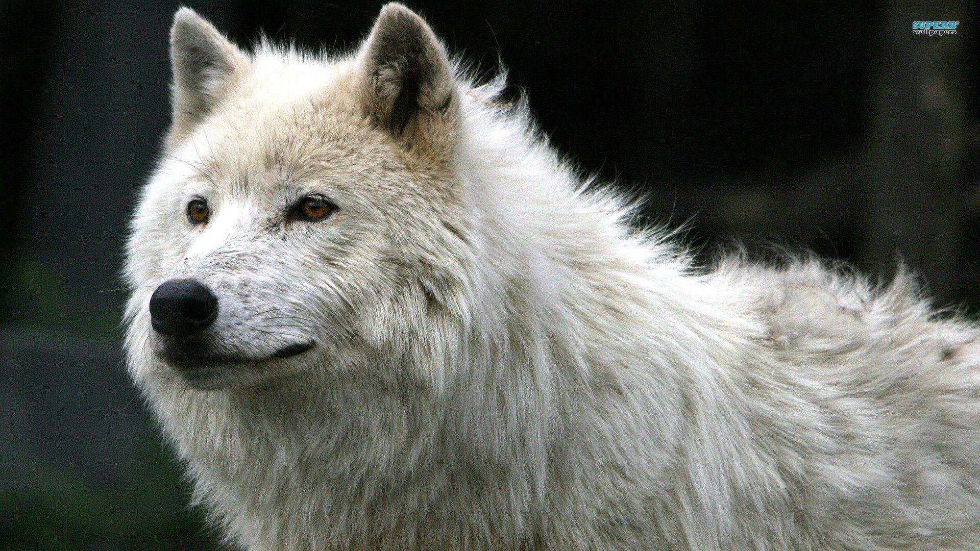 Earth Wolf Wallpapers - Top Free Earth Wolf Backgrounds - WallpaperAccess